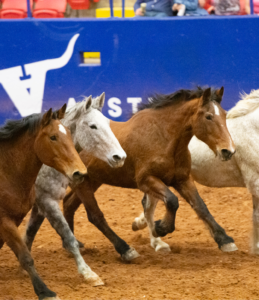 Austin Fair and Rodeo | County Fair and Rodeo Near Me