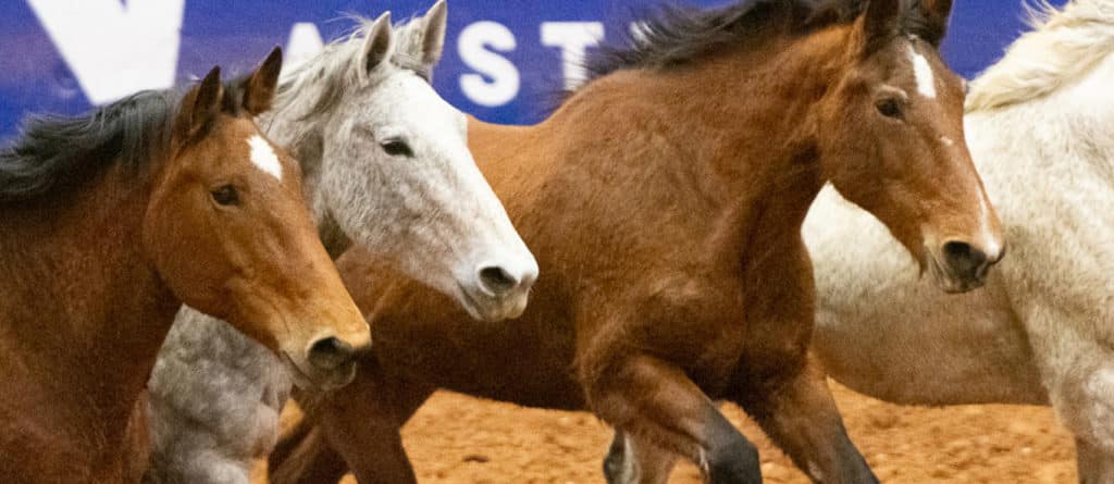 Contact Us - Rodeo Austin