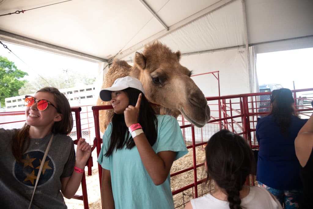 Fairgrounds - Rodeo Austin